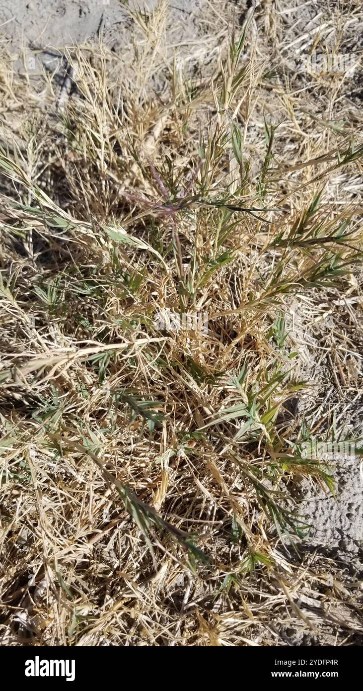 Saltgrass (Distichlis spicata Stock Photo - Alamy