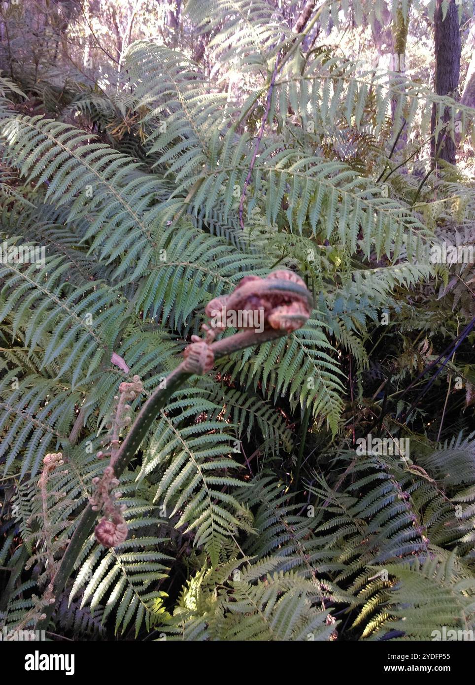 Tree Ferns and Allies (Cyatheales Stock Photo - Alamy