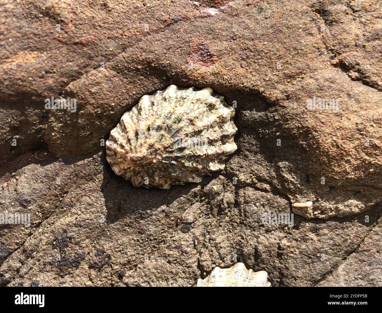 Rough Limpet (Lottia scabra Stock Photo - Alamy