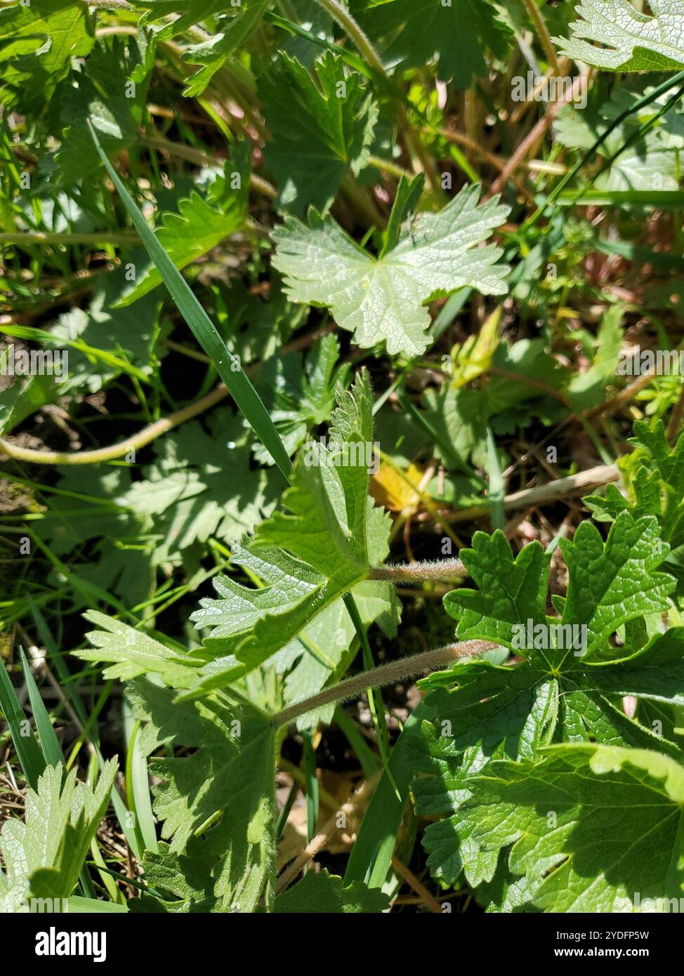 Meadow checker mallow hi-res stock photography and images - Alamy