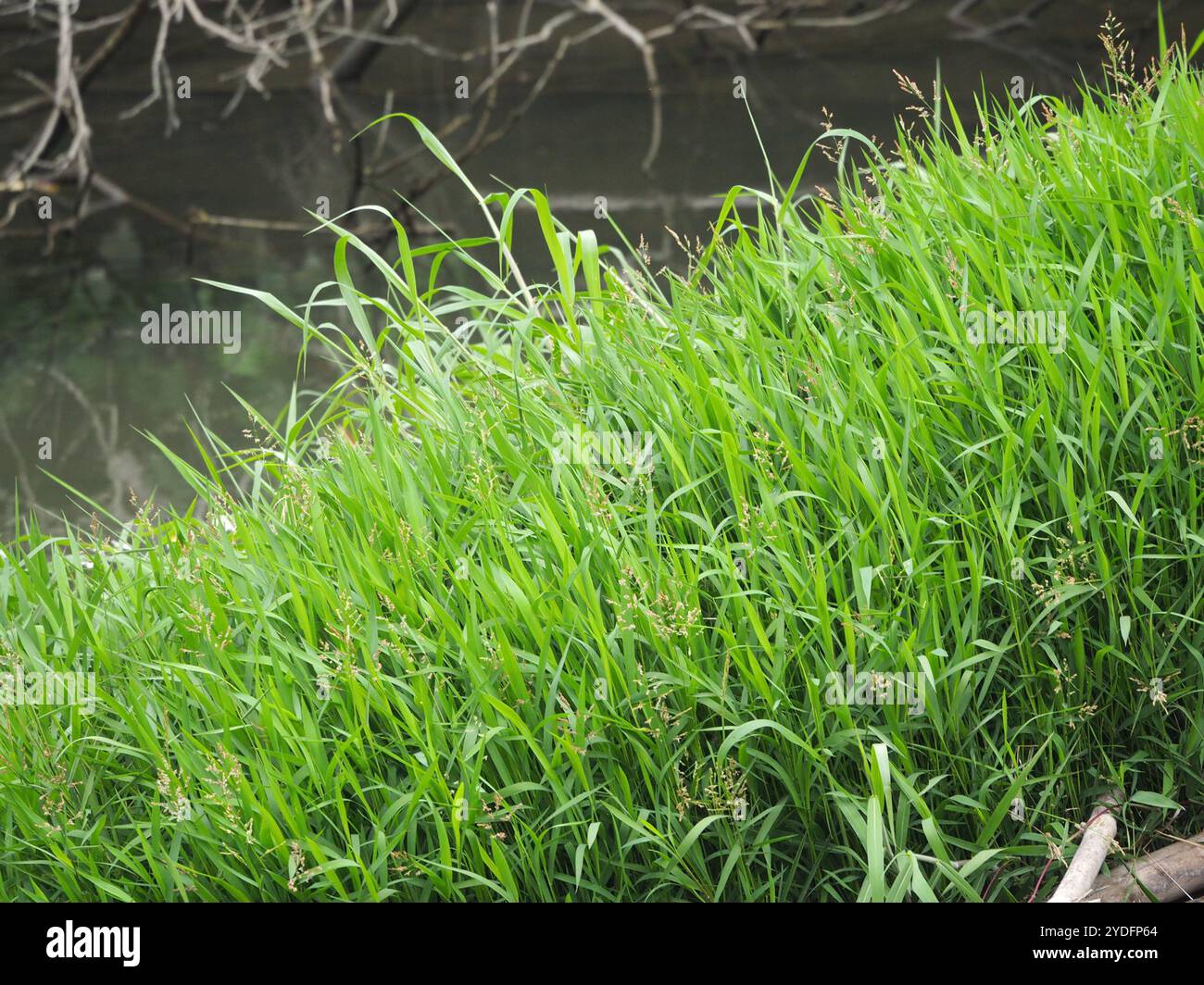 Native rice grass (Leersia hexandra Stock Photo - Alamy