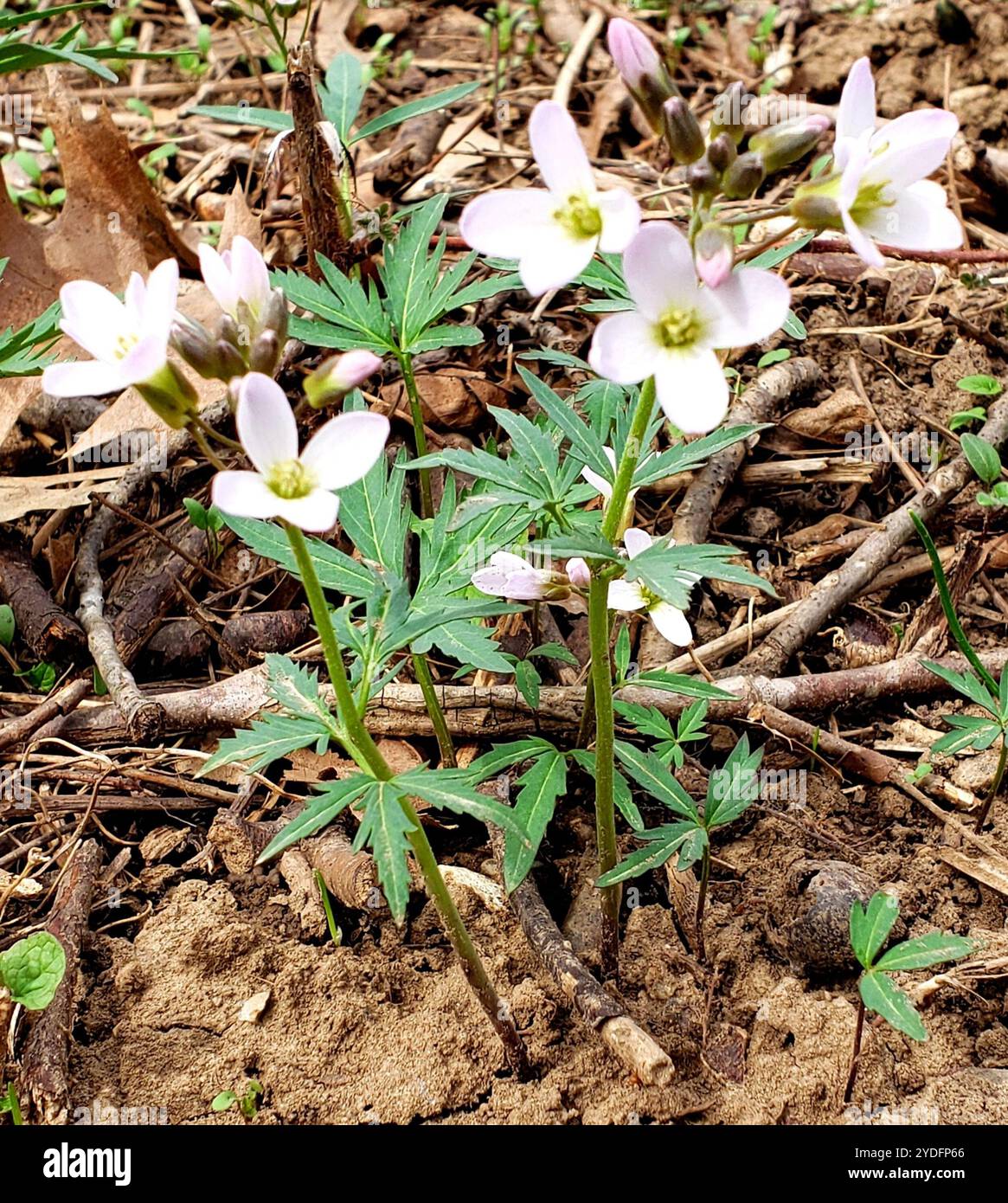 cut-leaved toothwort (Cardamine concatenata Stock Photo - Alamy