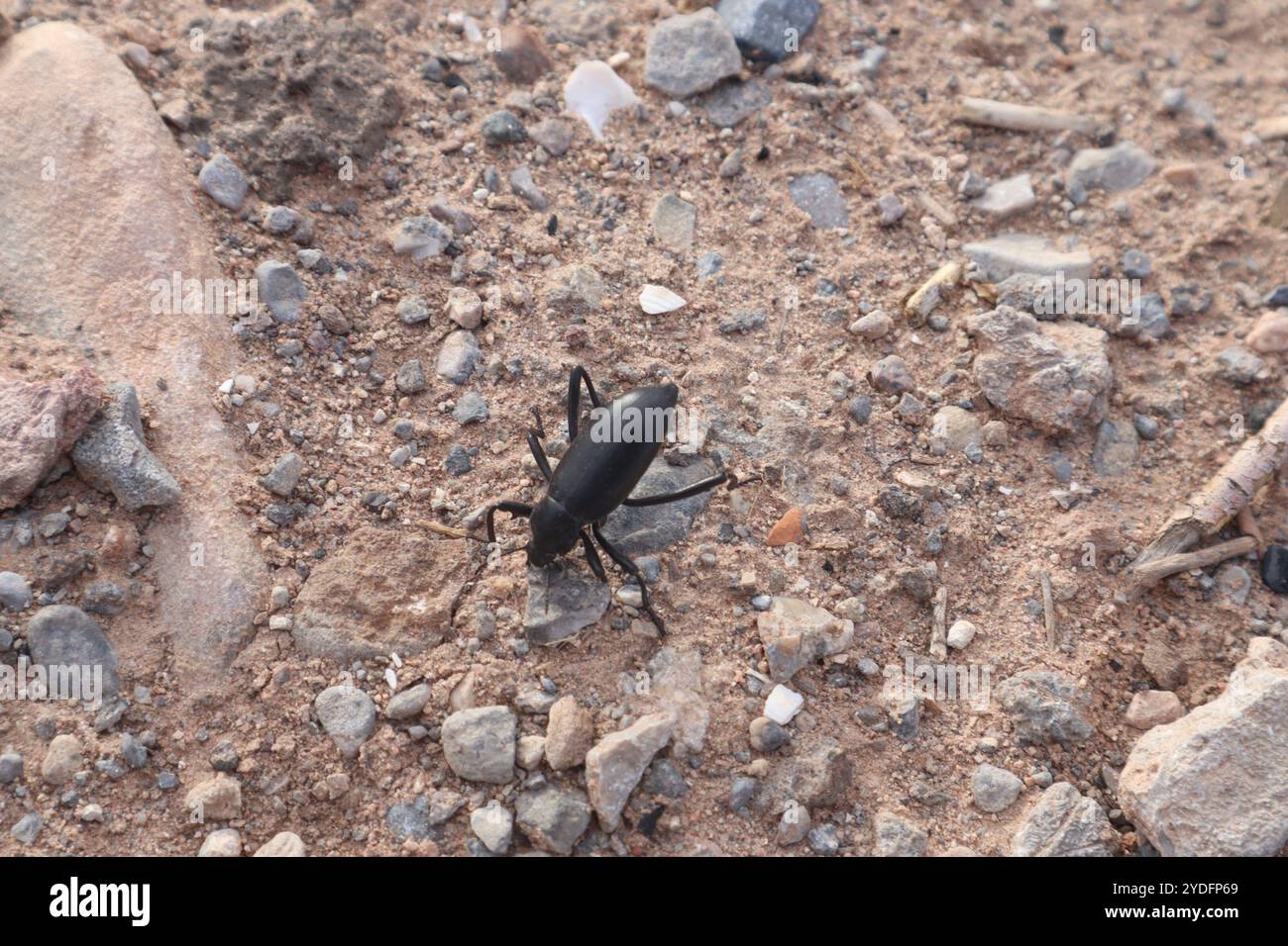 Armored Stink Beetle (Eleodes armata Stock Photo - Alamy