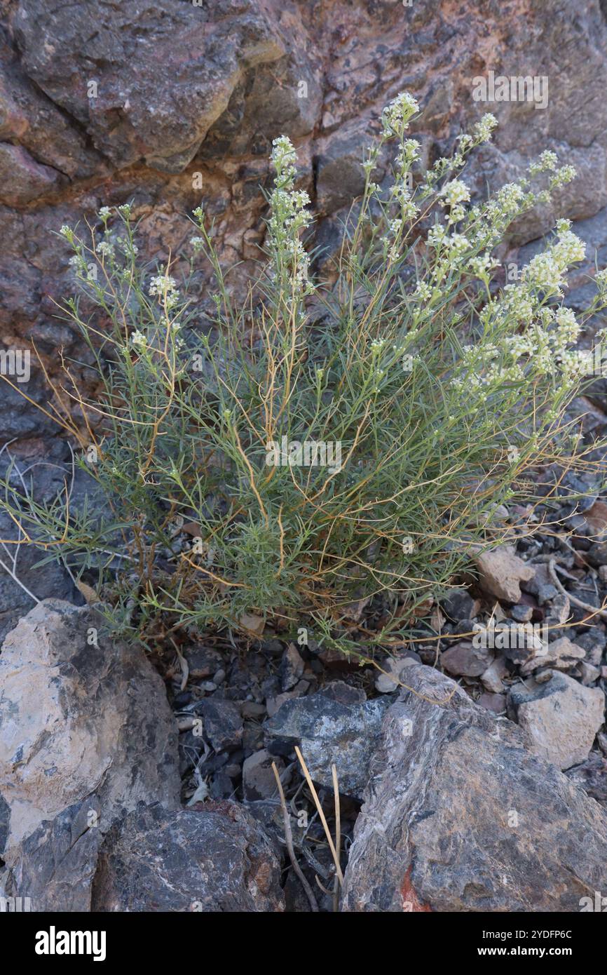 desert pepperweed (Lepidium fremontii Stock Photo - Alamy