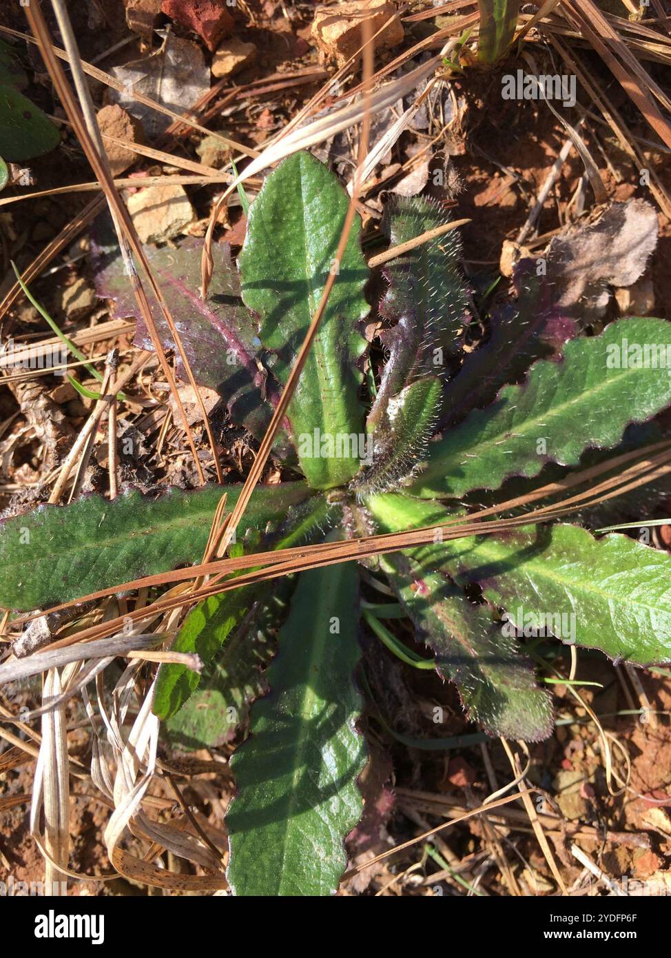 Common Cat's-ear (Hypochaeris radicata Stock Photo - Alamy