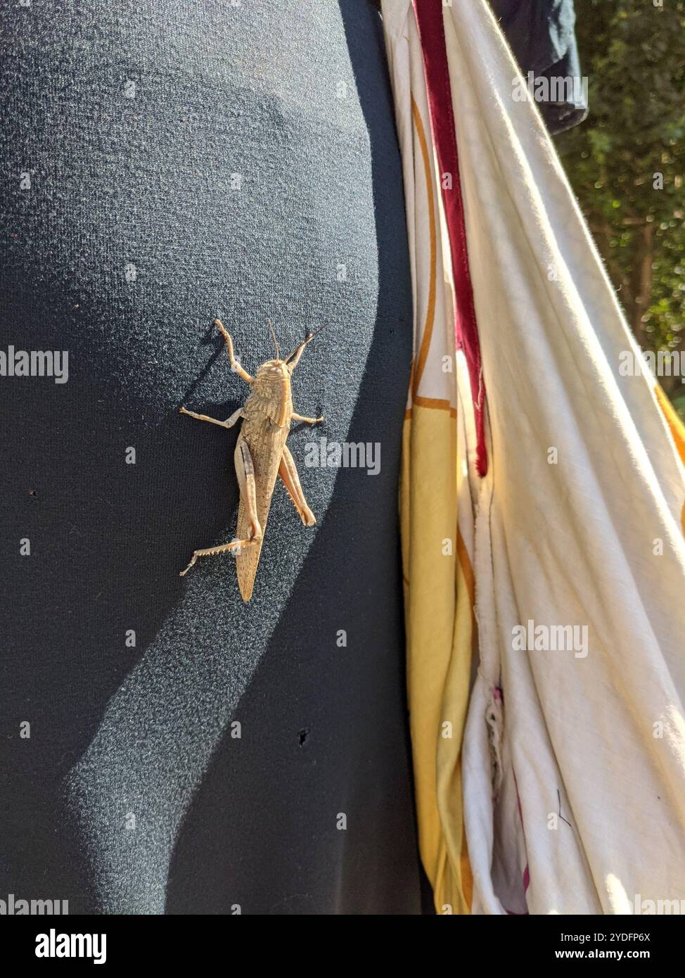 Egyptian Bird Grasshopper (Anacridium aegyptium Stock Photo - Alamy