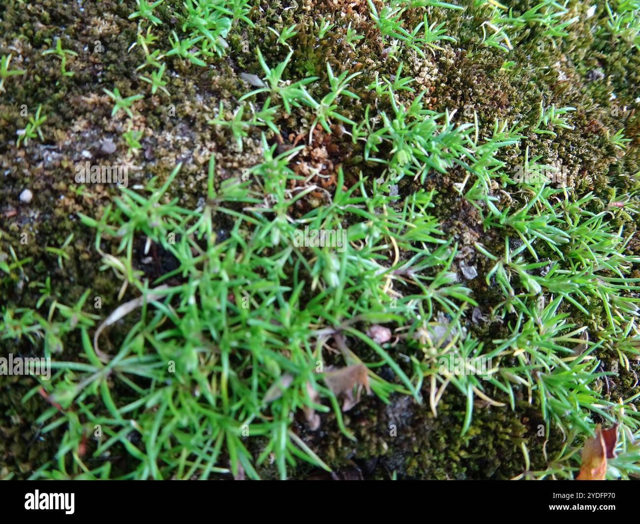 Procumbent Pearlwort (Sagina procumbens Stock Photo - Alamy