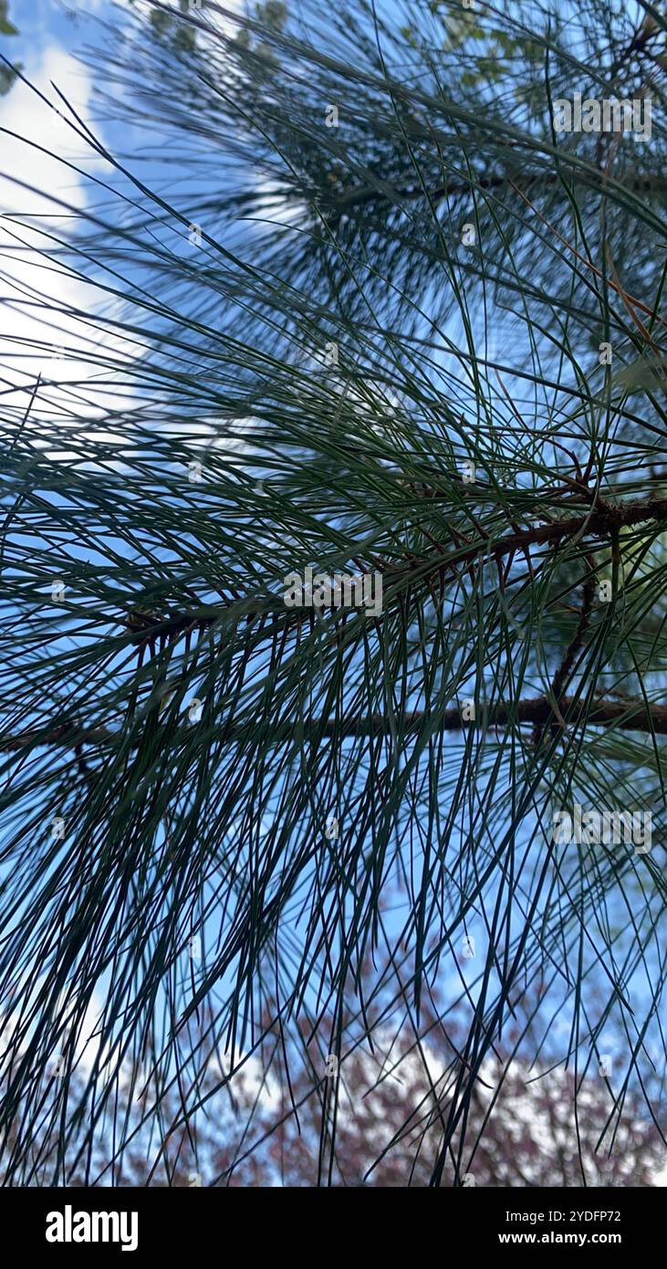 hard pines (Pinus Stock Photo - Alamy