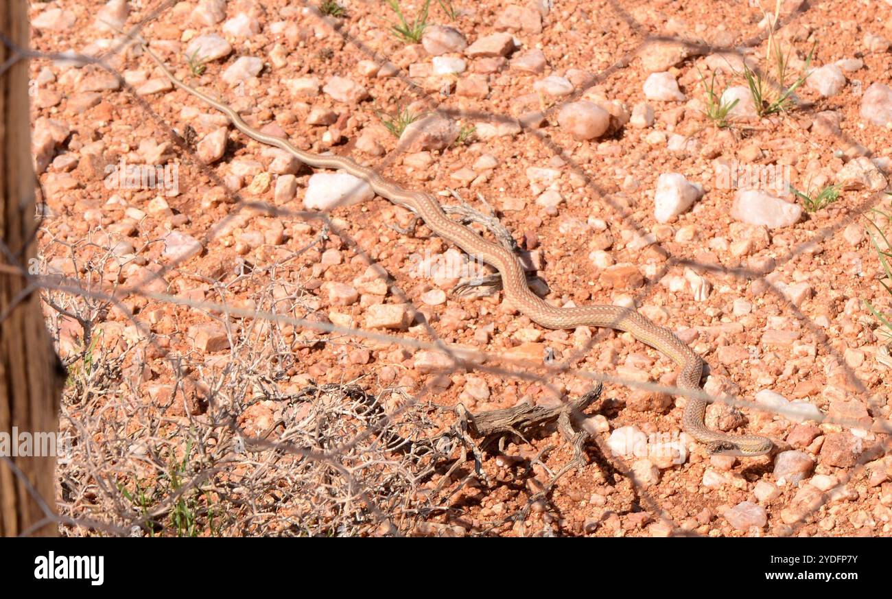 Karoo Sand Snake (Psammophis notostictus Stock Photo - Alamy