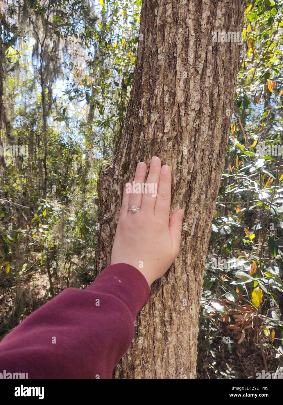 Winged Elm (Ulmus alata Stock Photo - Alamy