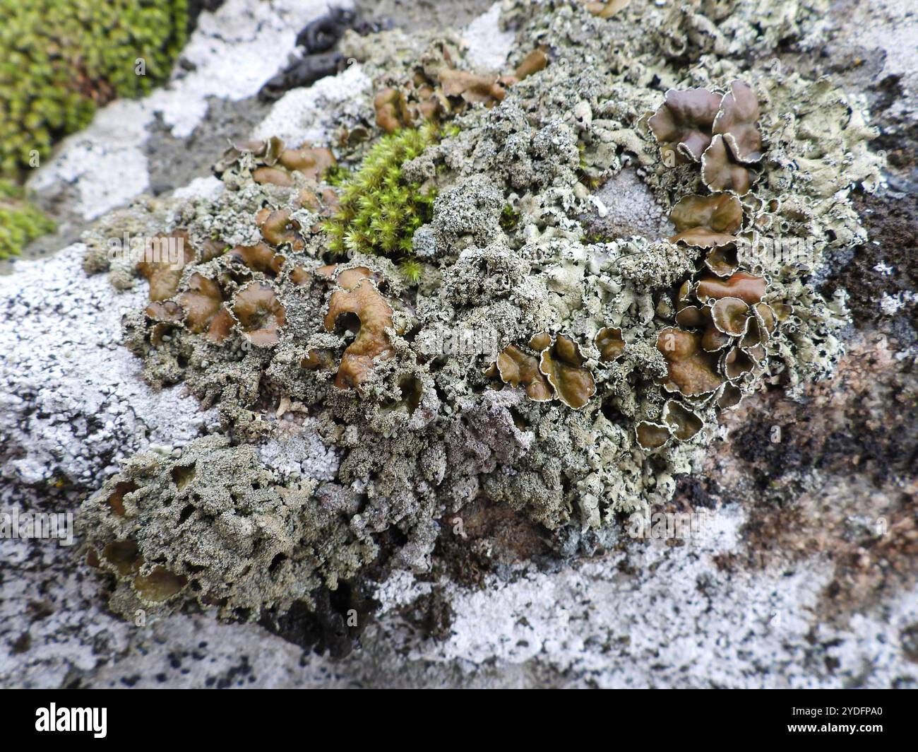 Peppered Rock-shield (Xanthoparmelia conspersa Stock Photo - Alamy