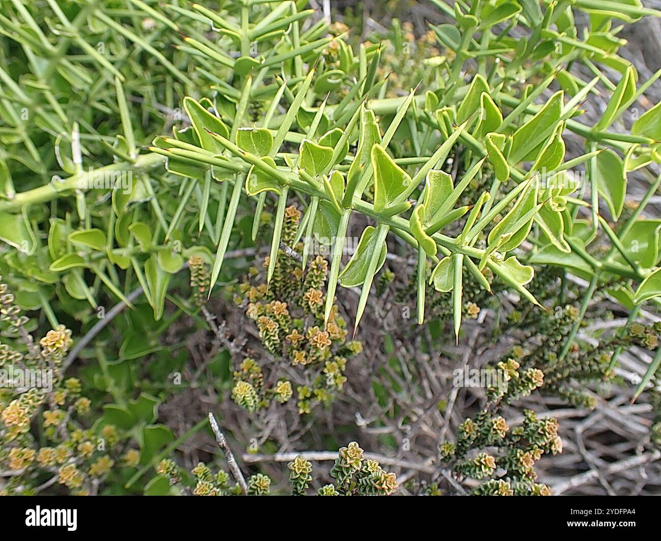 Needle Bush (Azima tetracantha Stock Photo - Alamy