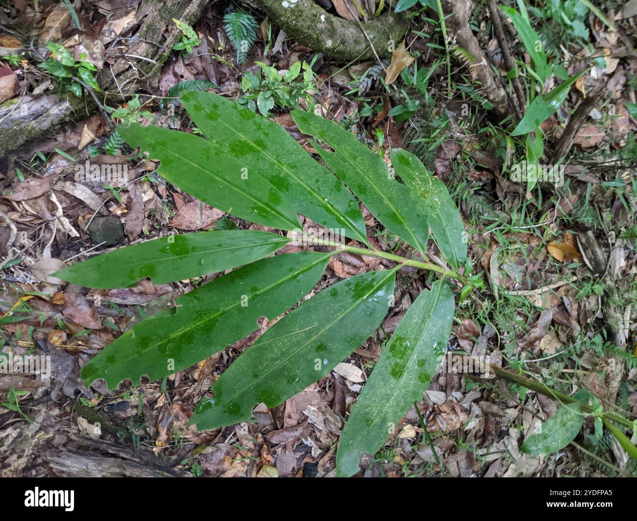 Native Ginger (Alpinia caerulea Stock Photo - Alamy