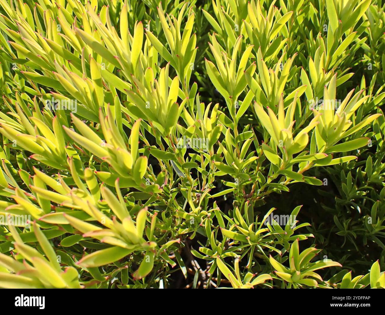 Limestone Conebush (Leucadendron meridianum Stock Photo - Alamy