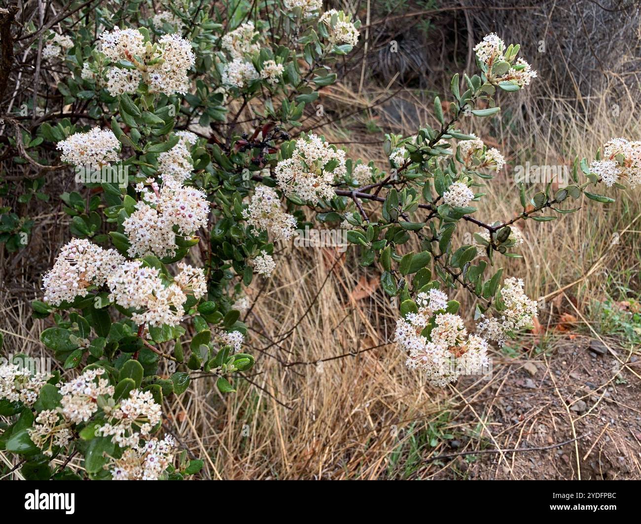 hoaryleaf ceanothus (Ceanothus crassifolius Stock Photo - Alamy
