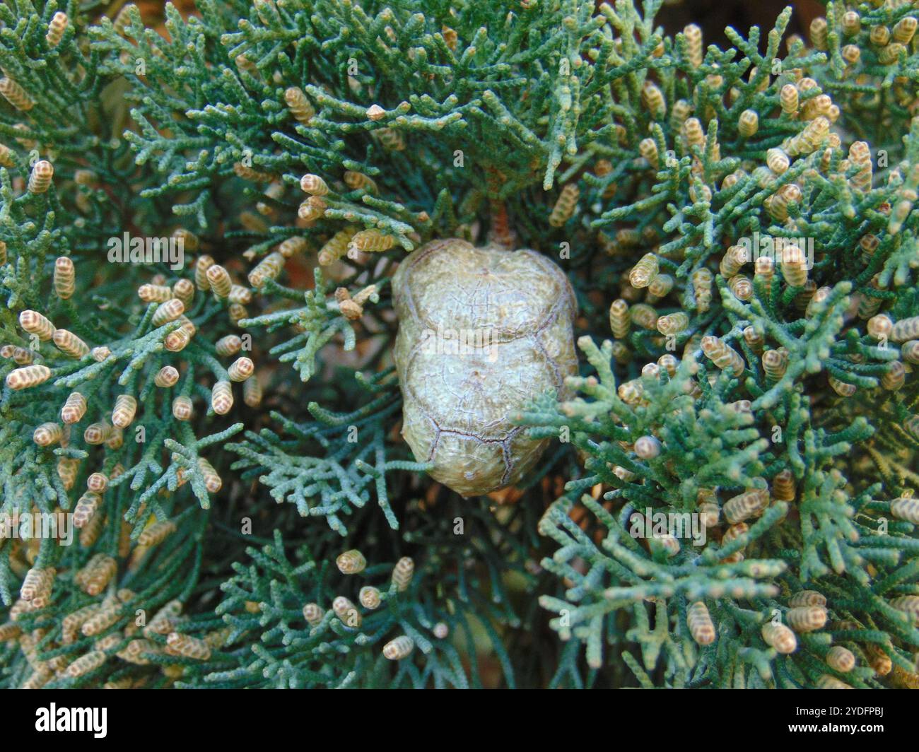 Mediterranean cypress (Cupressus sempervirens Stock Photo - Alamy
