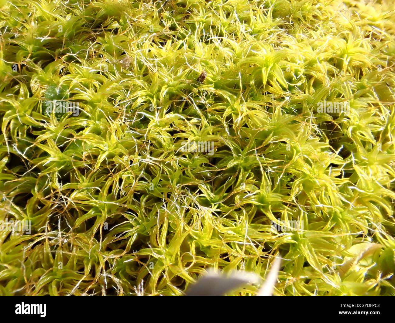 Sand-hill Screw-moss (Syntrichia ruraliformis Stock Photo - Alamy