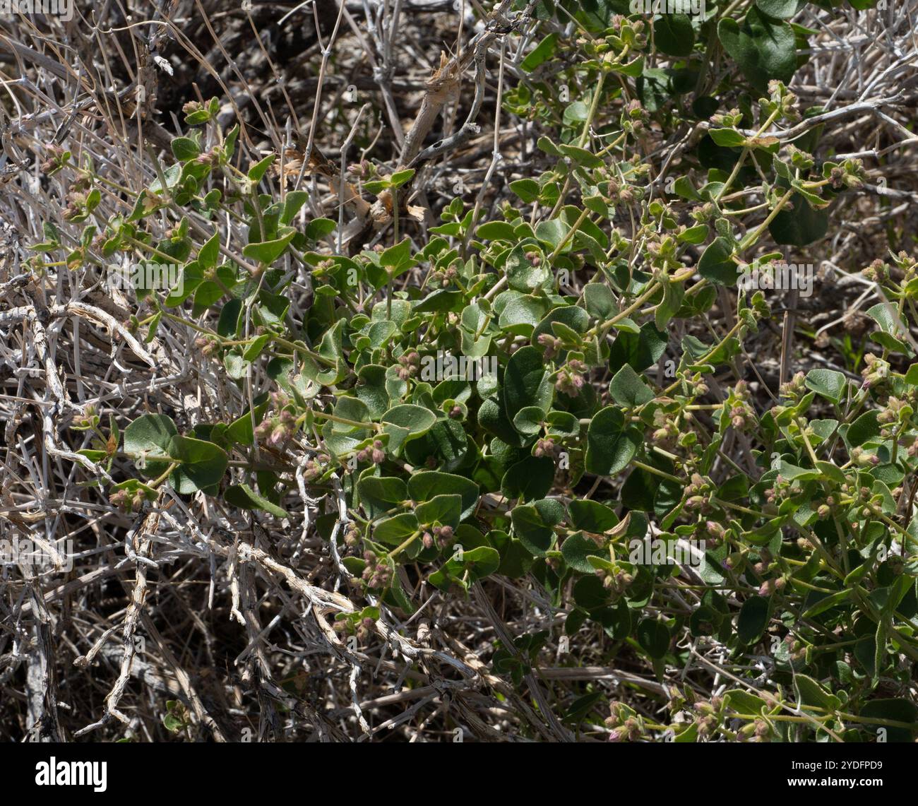Wishbone Bush (Mirabilis laevis Stock Photo - Alamy
