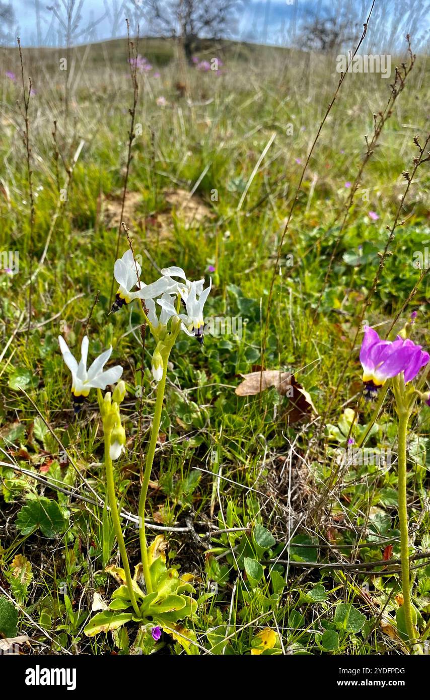 Padre's Shooting Star (Primula clevelandii Stock Photo - Alamy