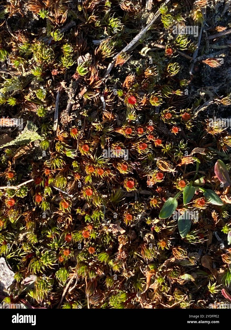 bristly haircap moss (Polytrichum piliferum Stock Photo - Alamy