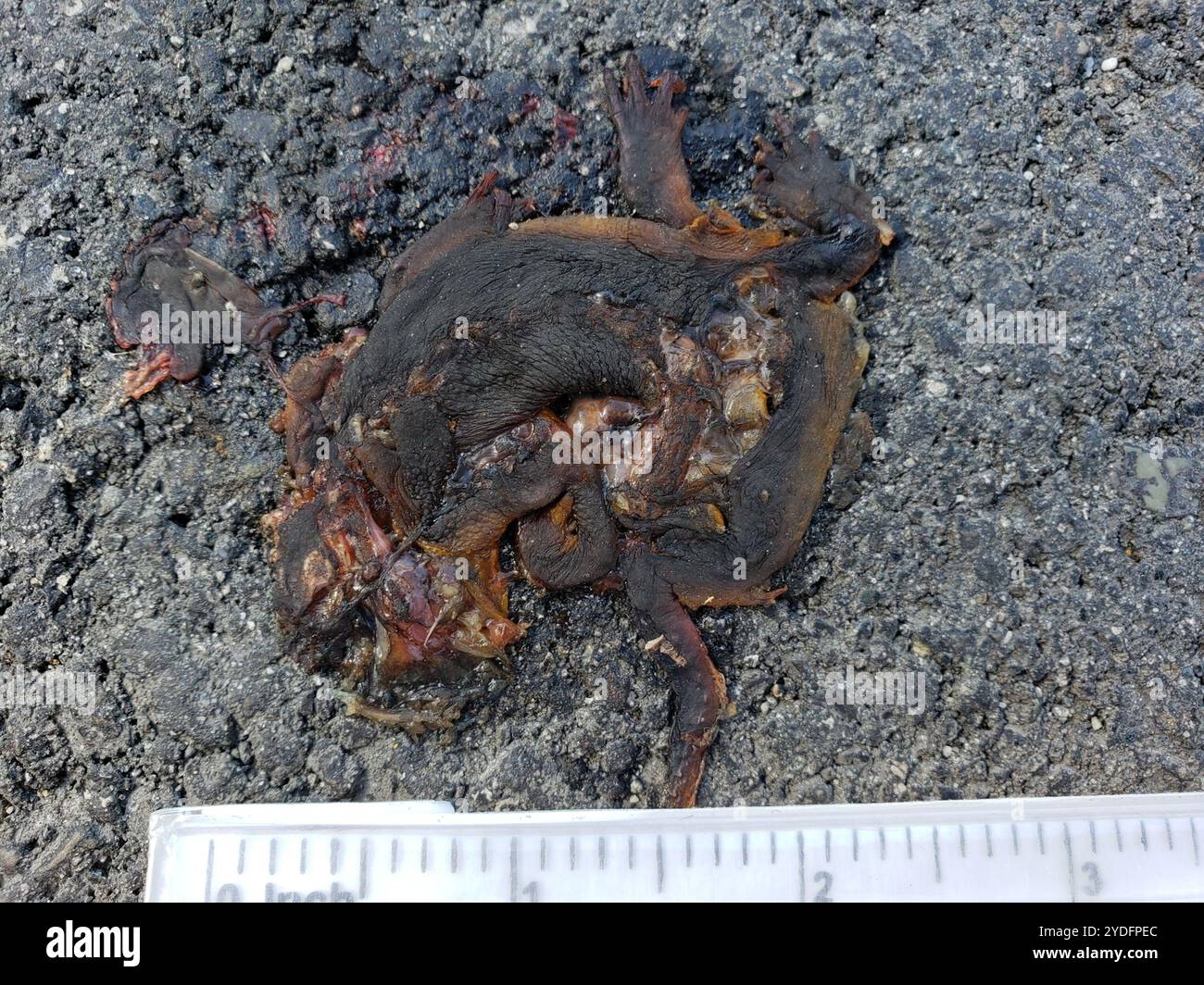 Pacific Newts (Taricha Stock Photo - Alamy