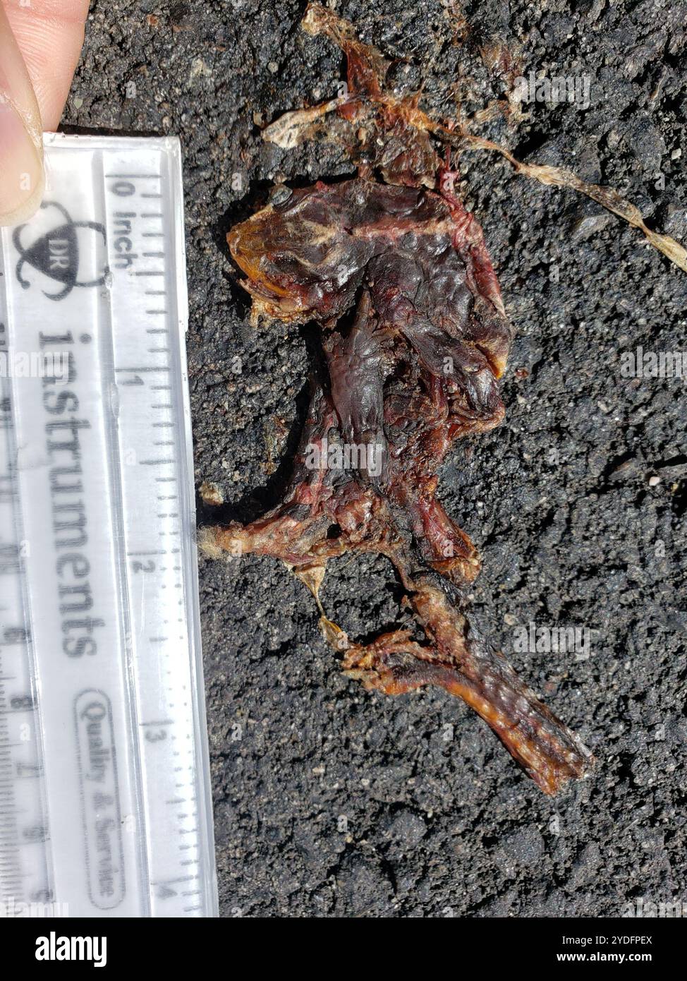 Pacific Newts (Taricha Stock Photo - Alamy