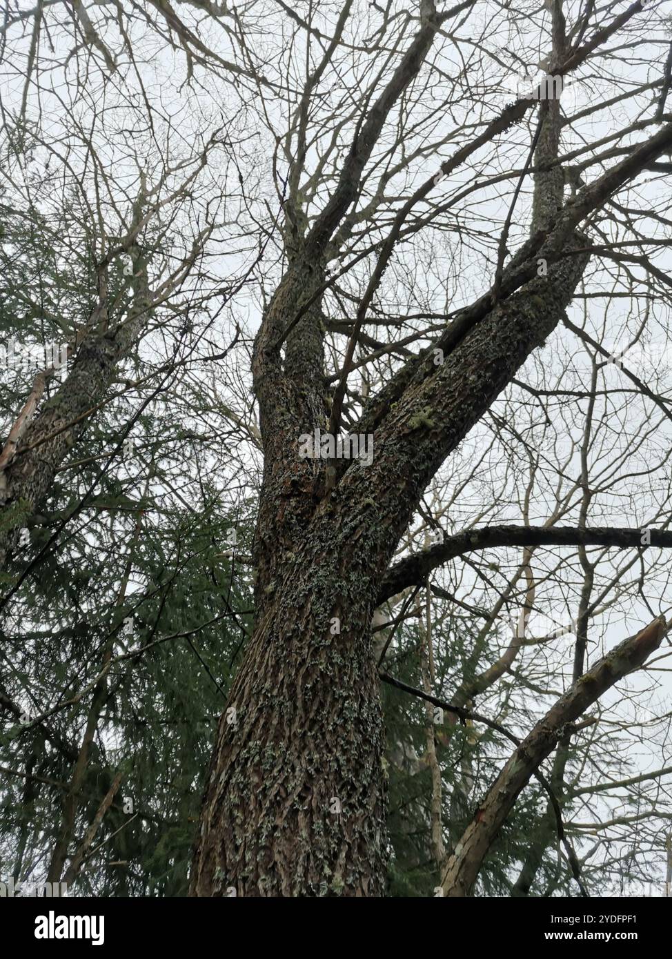 Siberian Flying Squirrel (Pteromys volans Stock Photo - Alamy