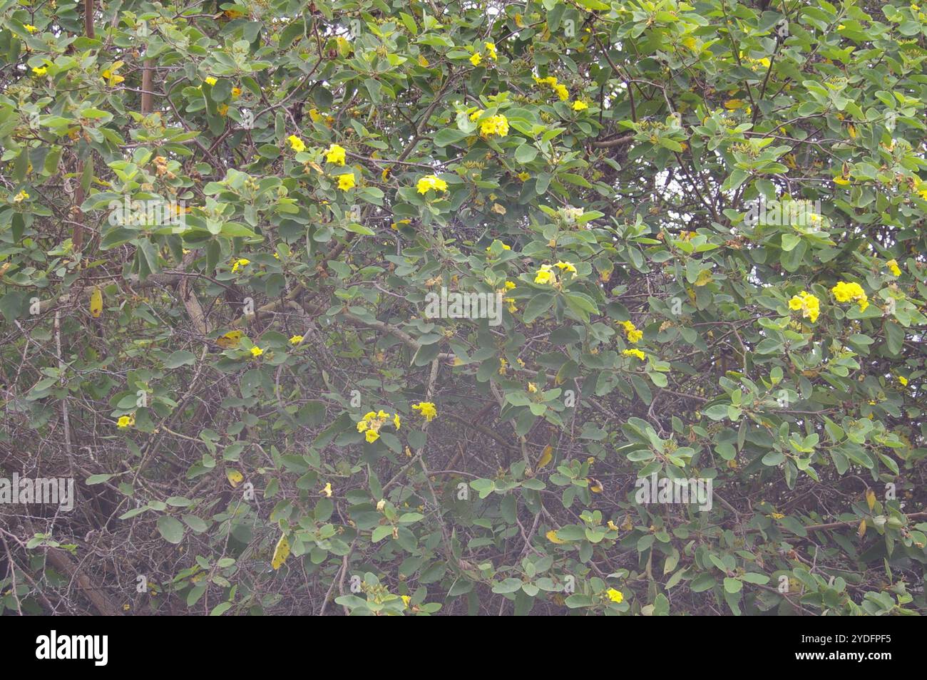 yellow geiger (Cordia lutea Stock Photo - Alamy