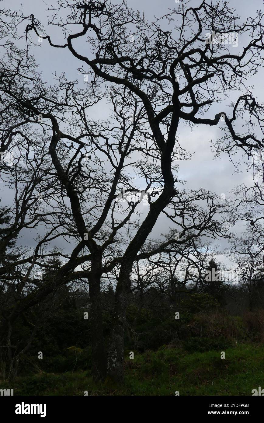 Oregon oak (Quercus garryana Stock Photo - Alamy