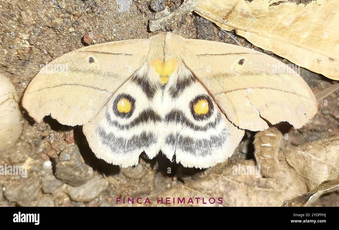 Emperor and Giant Silk Moths (Saturniidae Stock Photo - Alamy