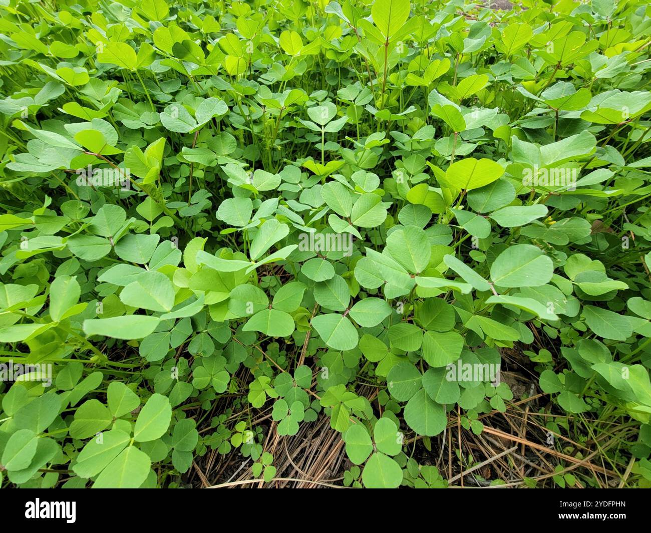 bur clover (Medicago polymorpha Stock Photo - Alamy