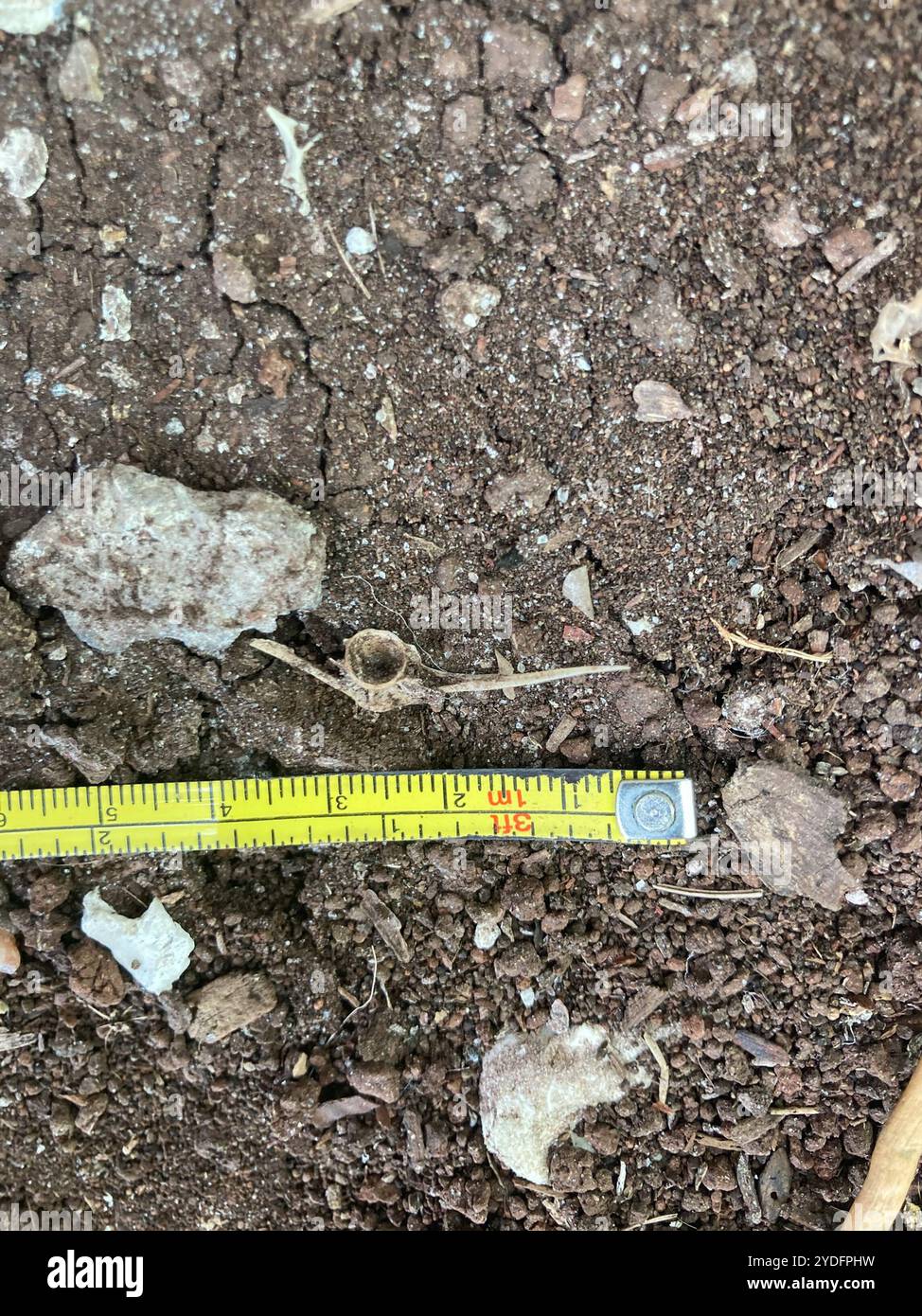 Ray-finned Fishes (Actinopterygii Stock Photo - Alamy