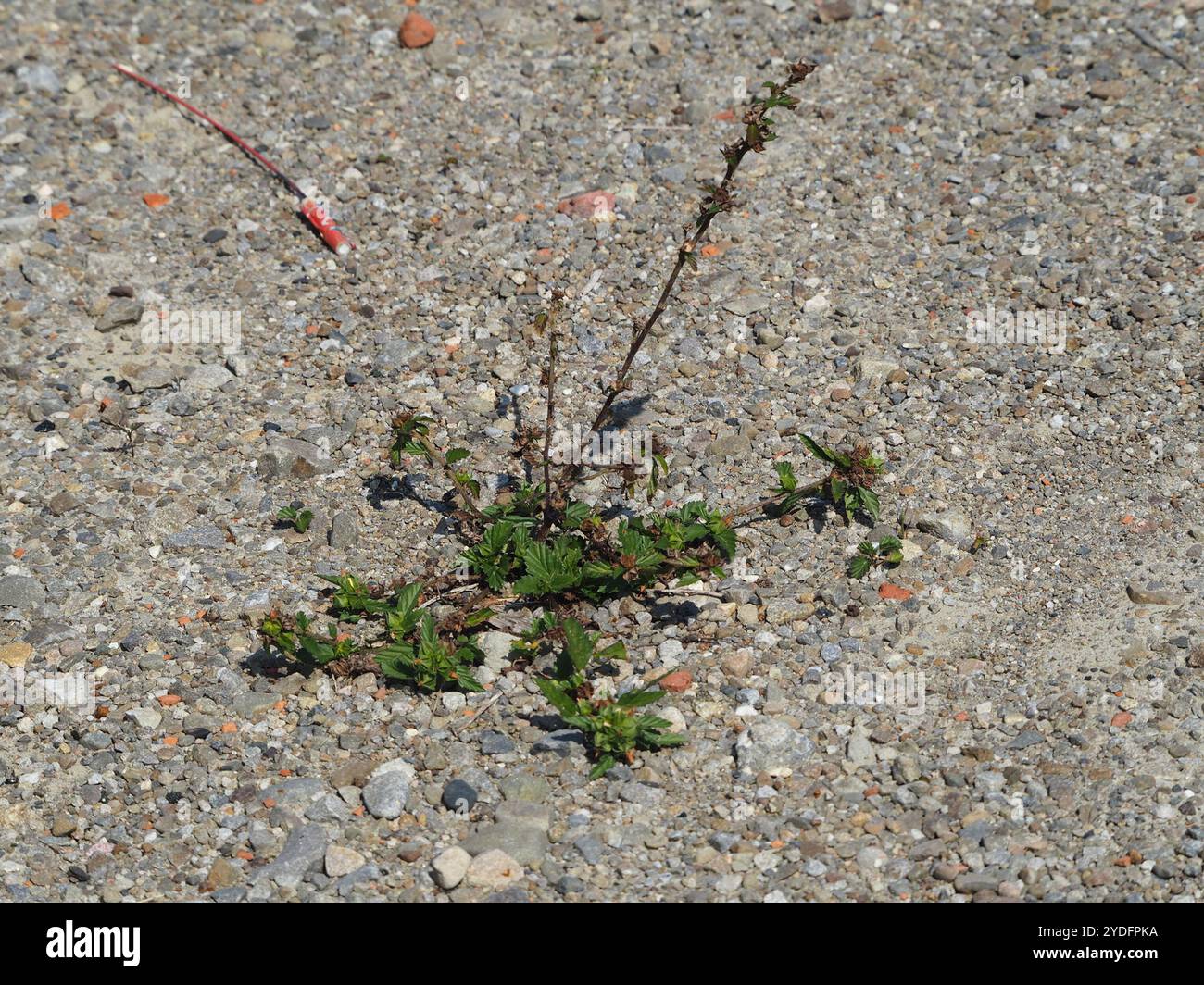 three-lobe false mallow (Malvastrum coromandelianum Stock Photo - Alamy