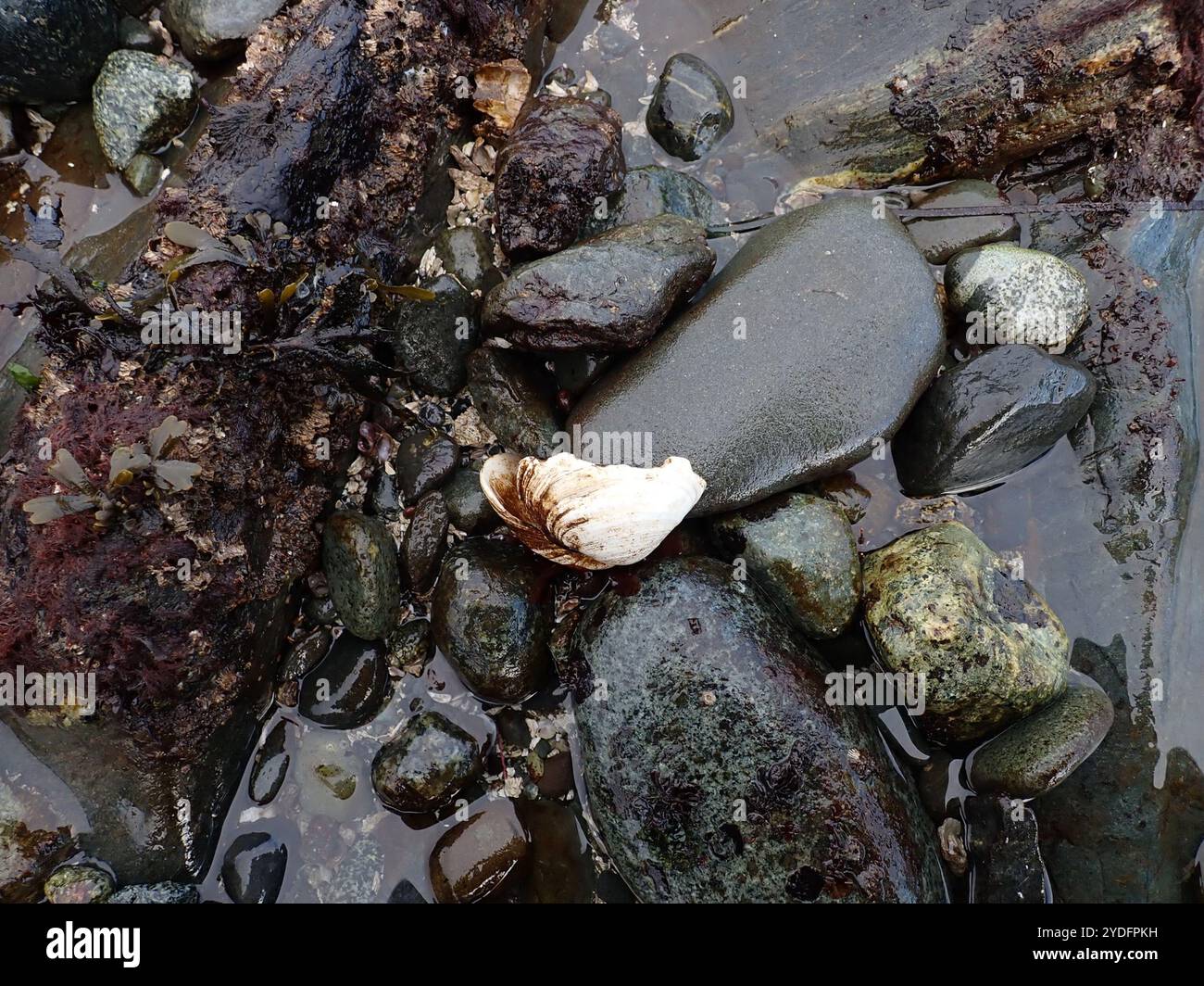 Butter Clam (Saxidomus gigantea Stock Photo - Alamy