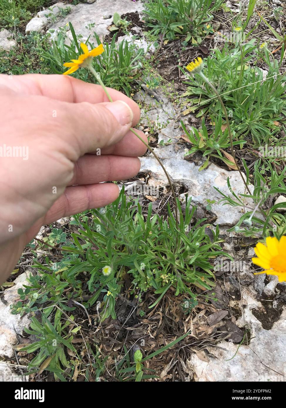 Stemmy Four-nerved Daisy (Tetraneuris scaposa Stock Photo - Alamy