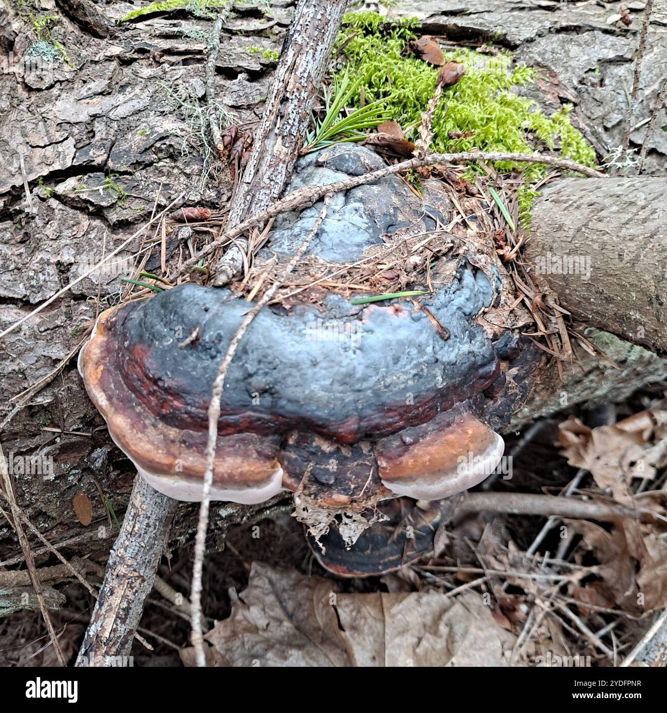 Northern Red Belt (Fomitopsis mounceae Stock Photo - Alamy