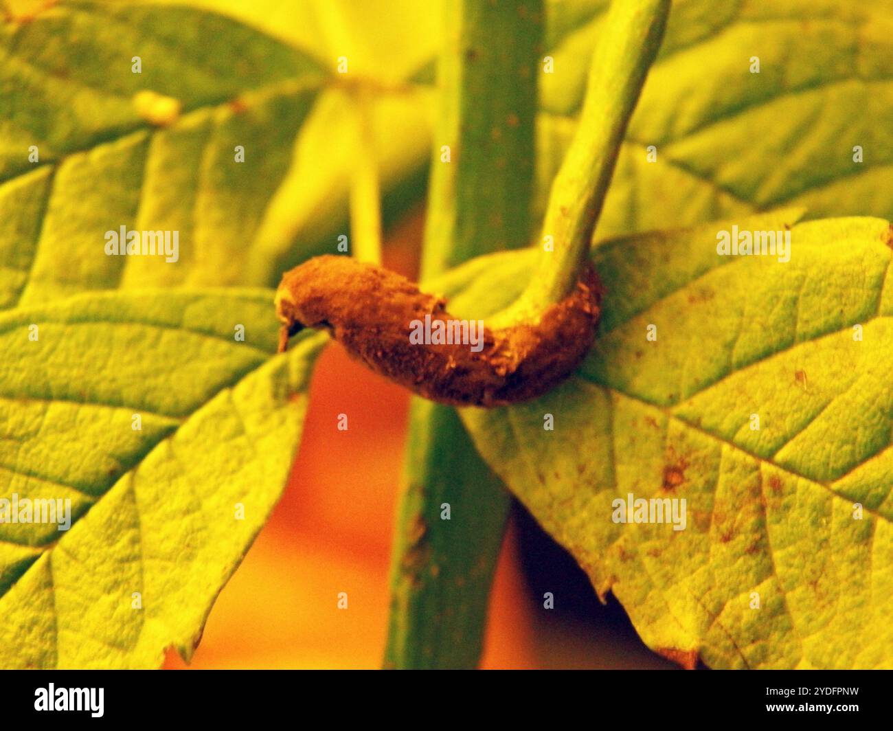 yellow trumpetbush gall rust (Prospodium transformans Stock Photo - Alamy