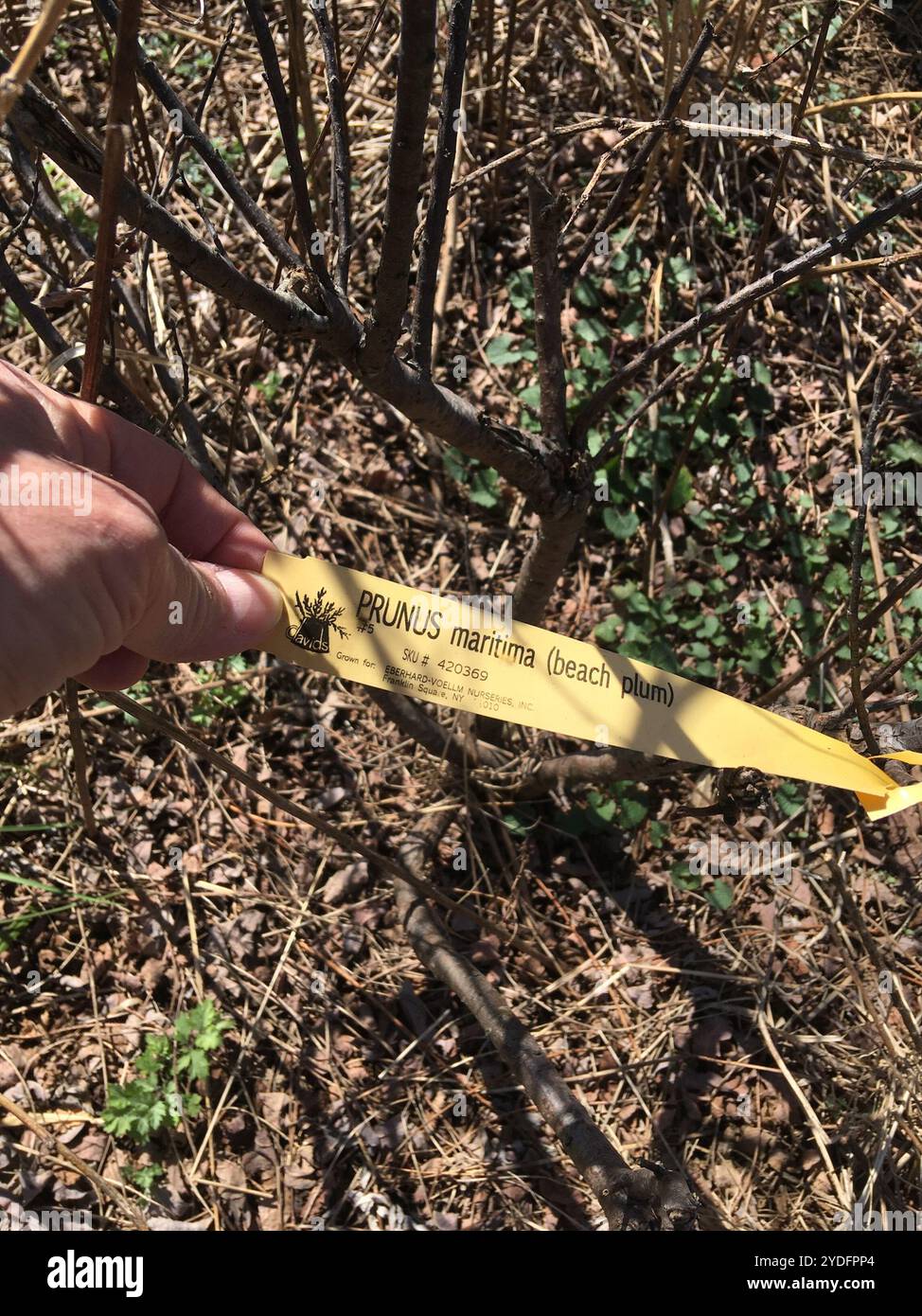 Beach Plum (Prunus maritima Stock Photo - Alamy