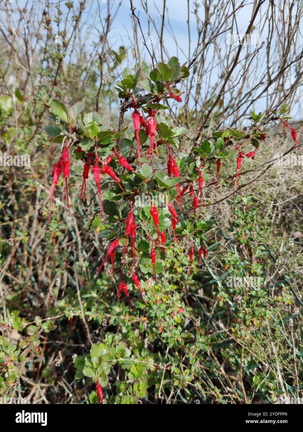 Fuchsiaflower gooseberry hi-res stock photography and images - Alamy