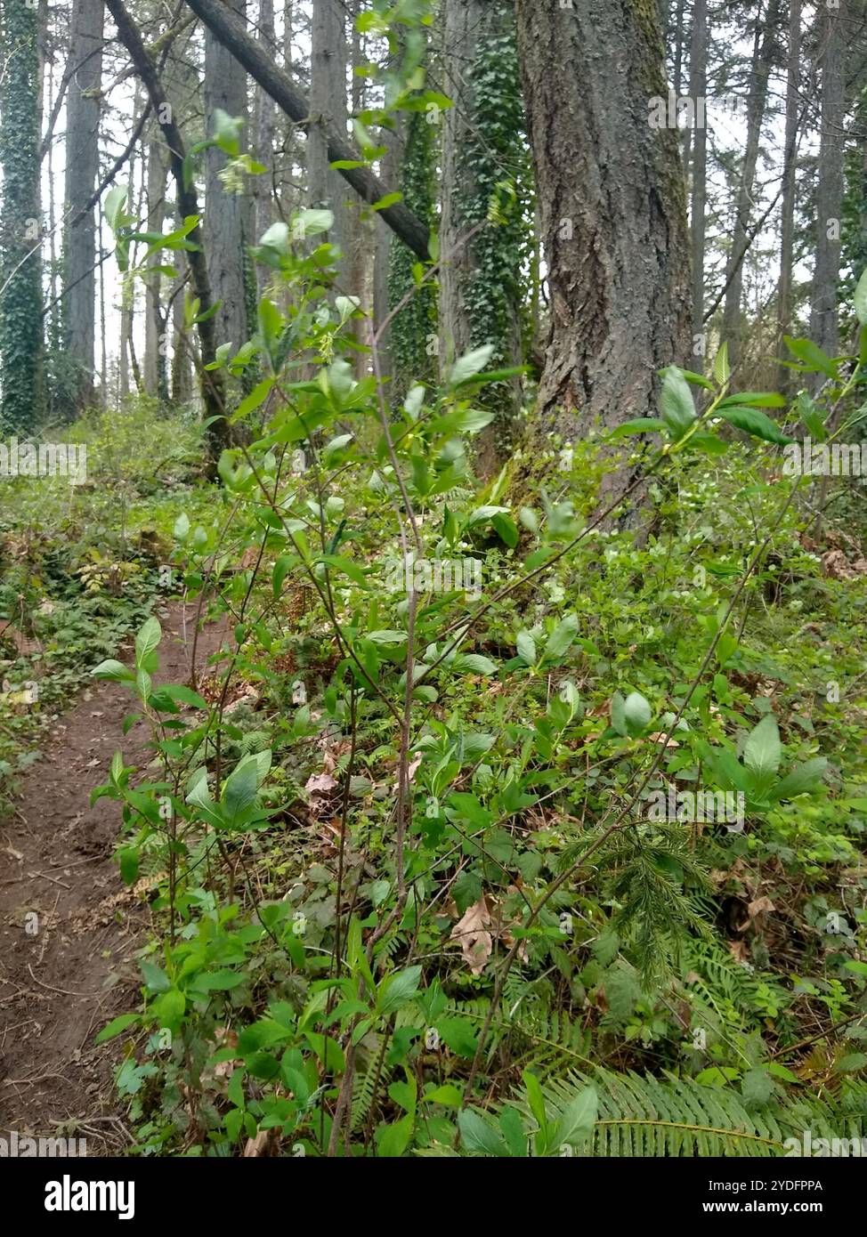 Osoberry (Oemleria cerasiformis Stock Photo - Alamy