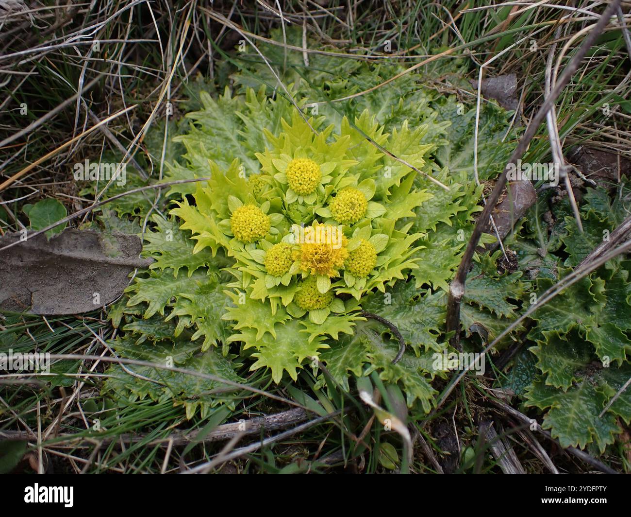 Footsteps of spring (Sanicula arctopoides Stock Photo - Alamy