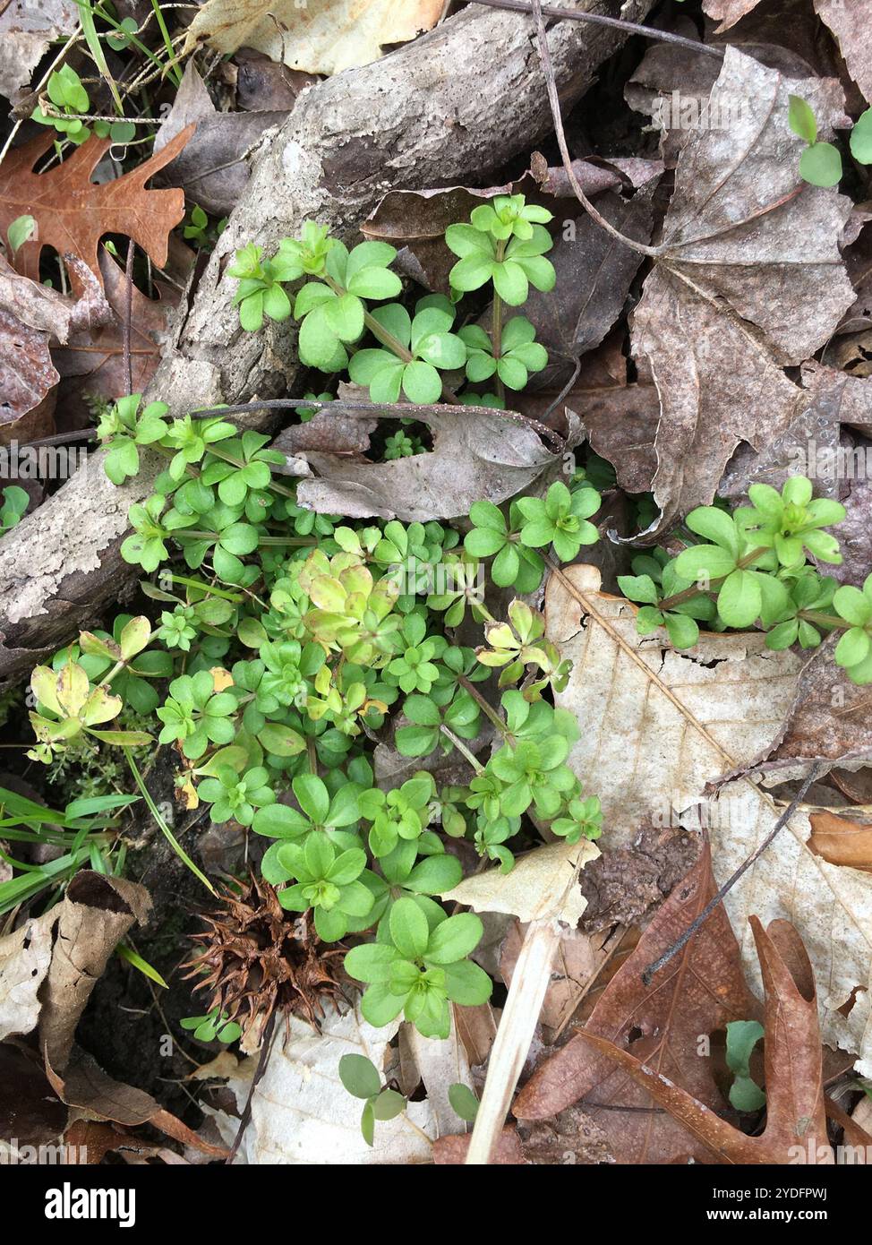 fragrant bedstraw (Galium triflorum Stock Photo - Alamy