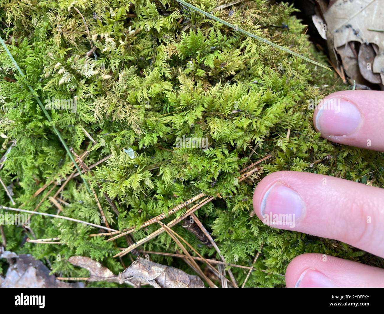 fern mosses (Thuidium Stock Photo - Alamy