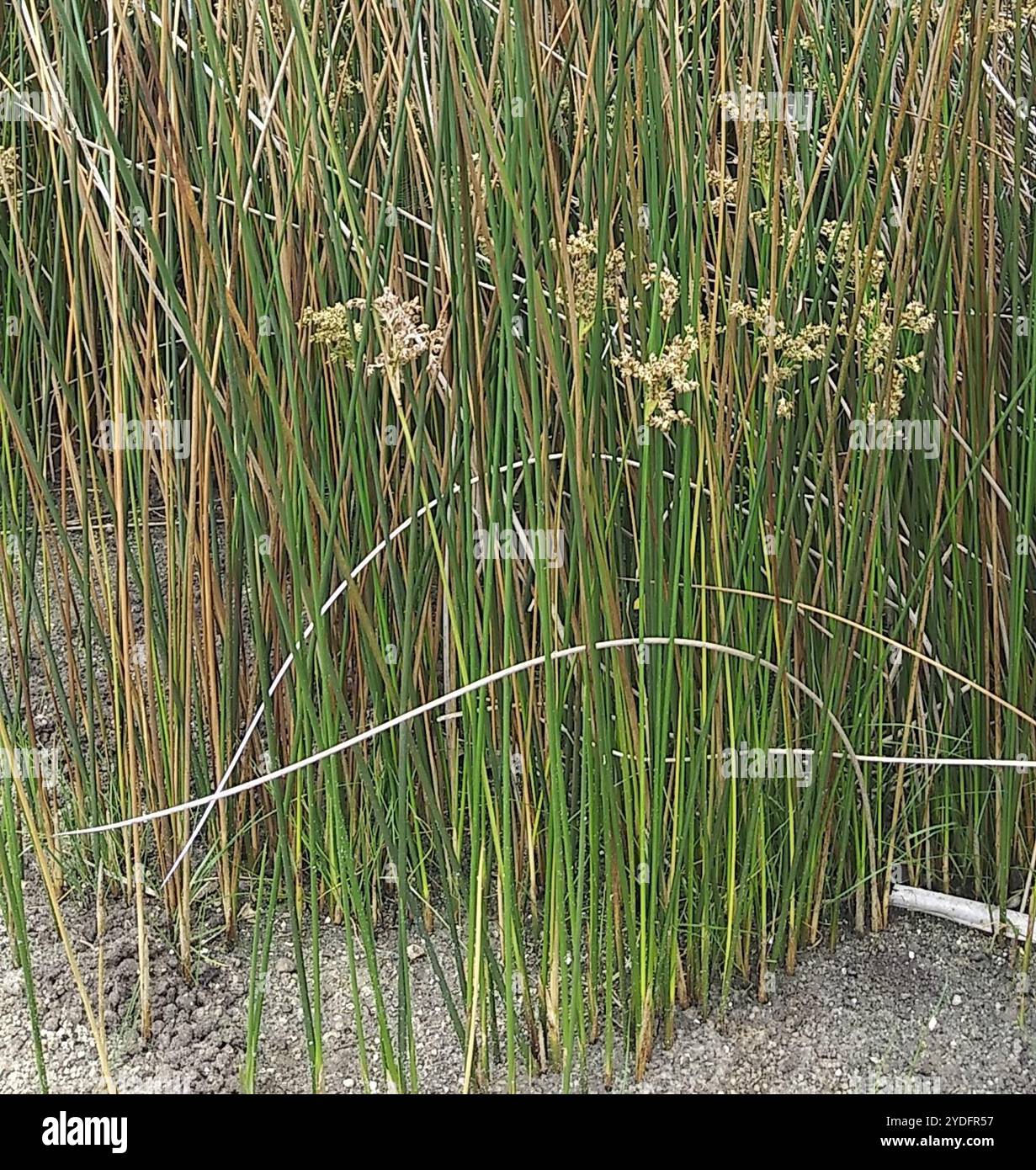 needlegrass rush (Juncus roemerianus Stock Photo - Alamy
