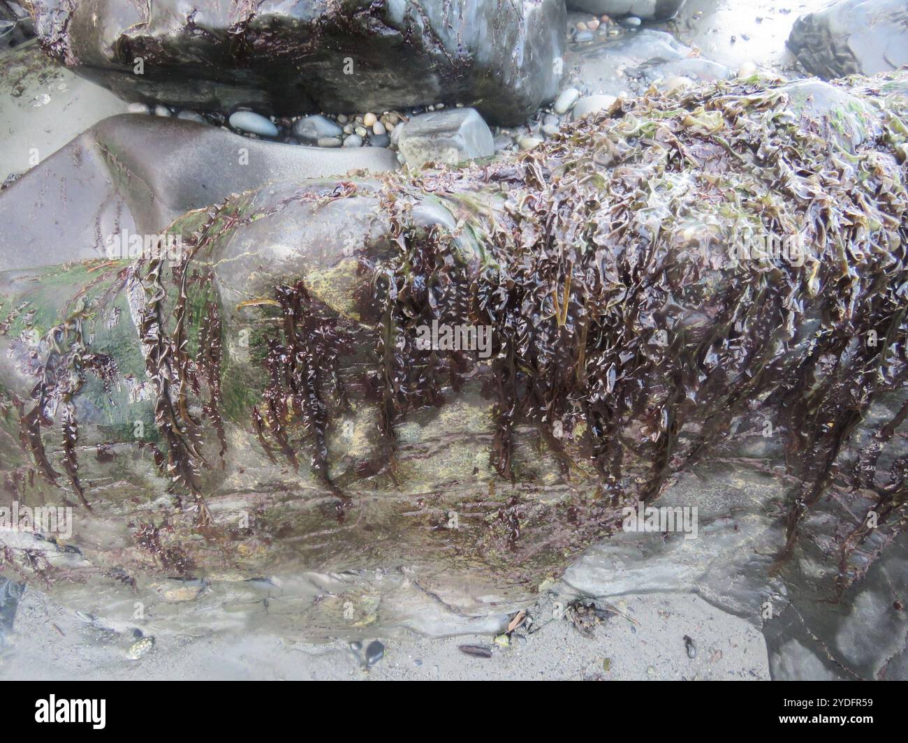 Pyropia hi-res stock photography and images - Alamy