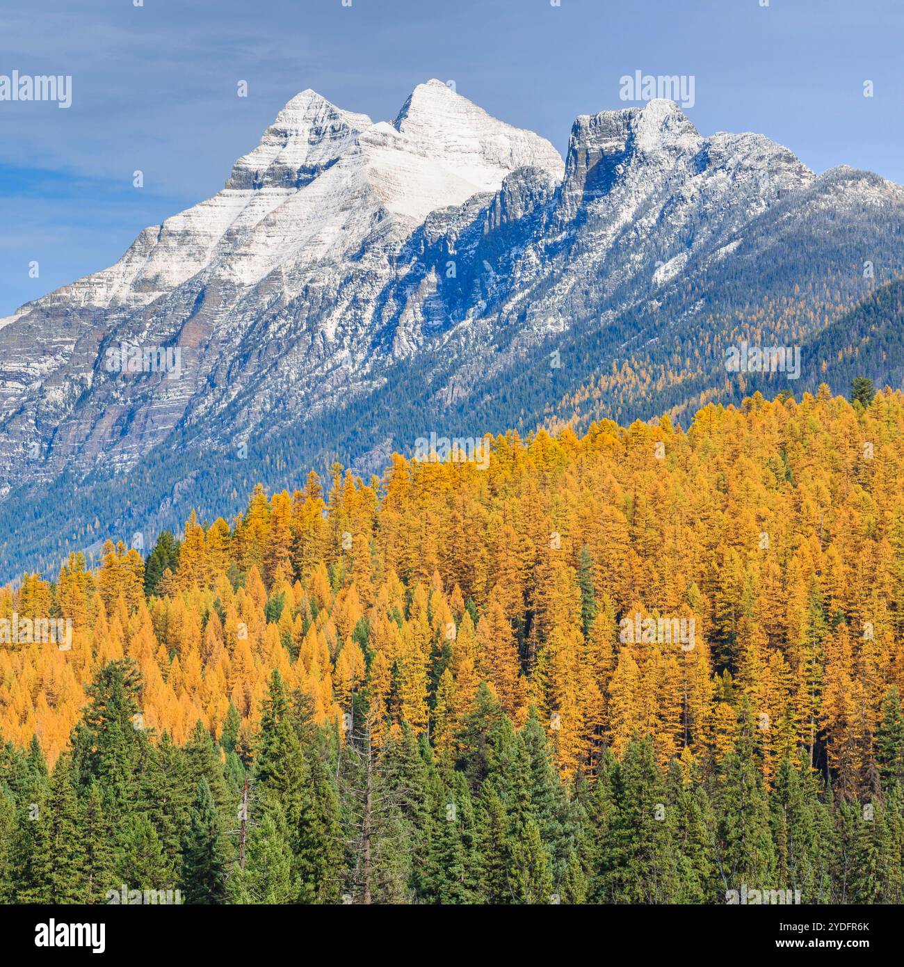 mount stimson and threesuns mountain above autumn larch in glacier ...