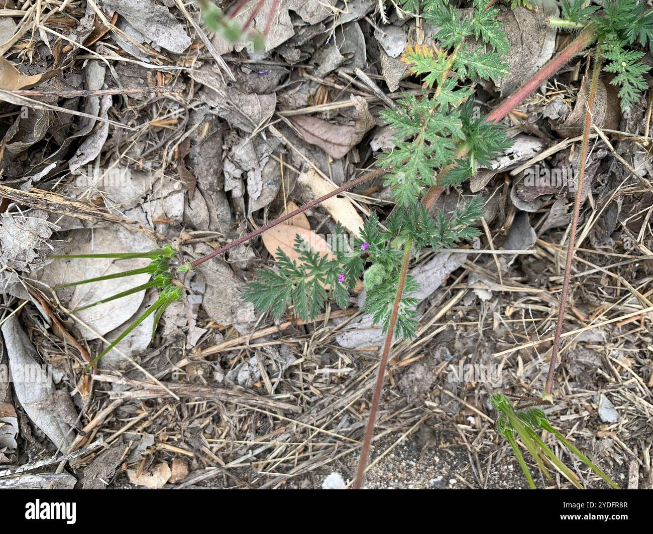 Redstem Stork's-bill (Erodium cicutarium Stock Photo - Alamy