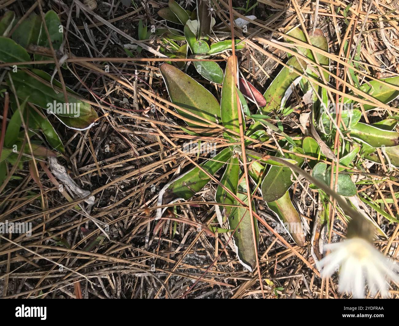 Pineland Daisy (Chaptalia tomentosa Stock Photo - Alamy