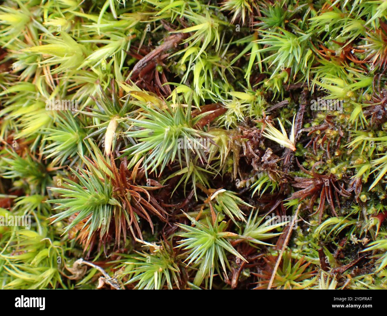 juniper haircap moss (Polytrichum juniperinum Stock Photo - Alamy