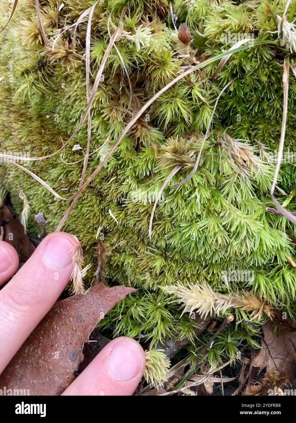 Pincushion Moss (Leucobryum glaucum Stock Photo - Alamy